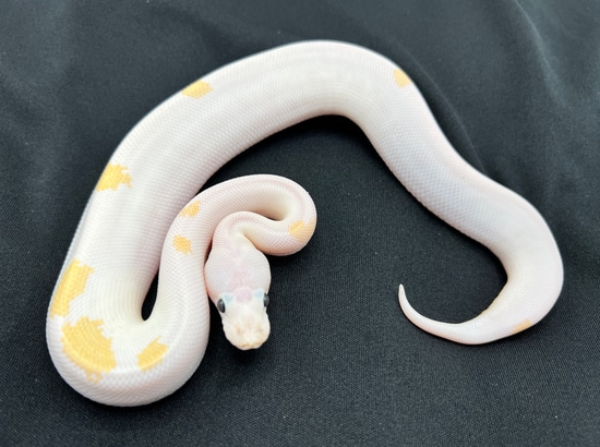 Super Fire Ball Python by Royal Constrictor Designs