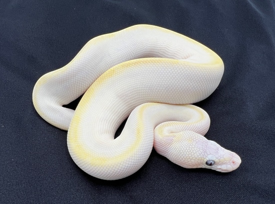 Bamboo Special Ball Python by Royal Constrictor Designs
