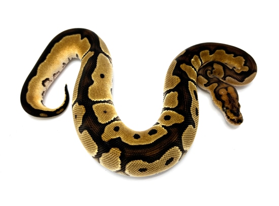 Clown 100% Het Genetic Stripe Ball Python by Royal Constrictor Designs