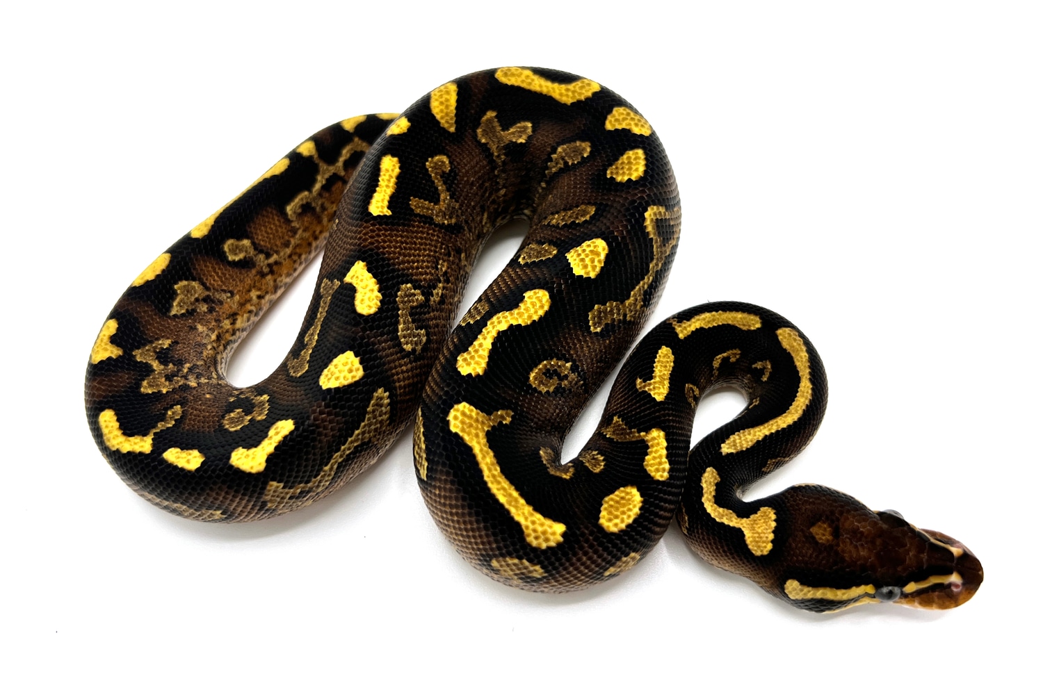 Super Asphalt Ball Python by Royal Constrictor Designs - MorphMarket