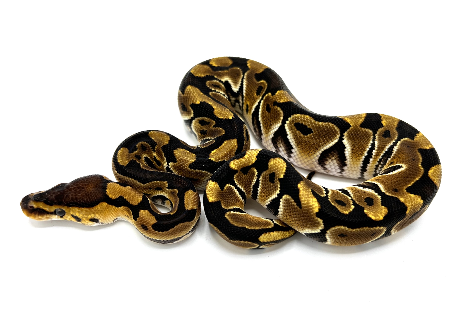 Crypton Ball Python by Royal Constrictor Designs - MorphMarket