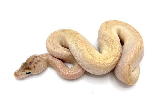 HGW Ivory Ball Python by Royal Constrictor Designs
