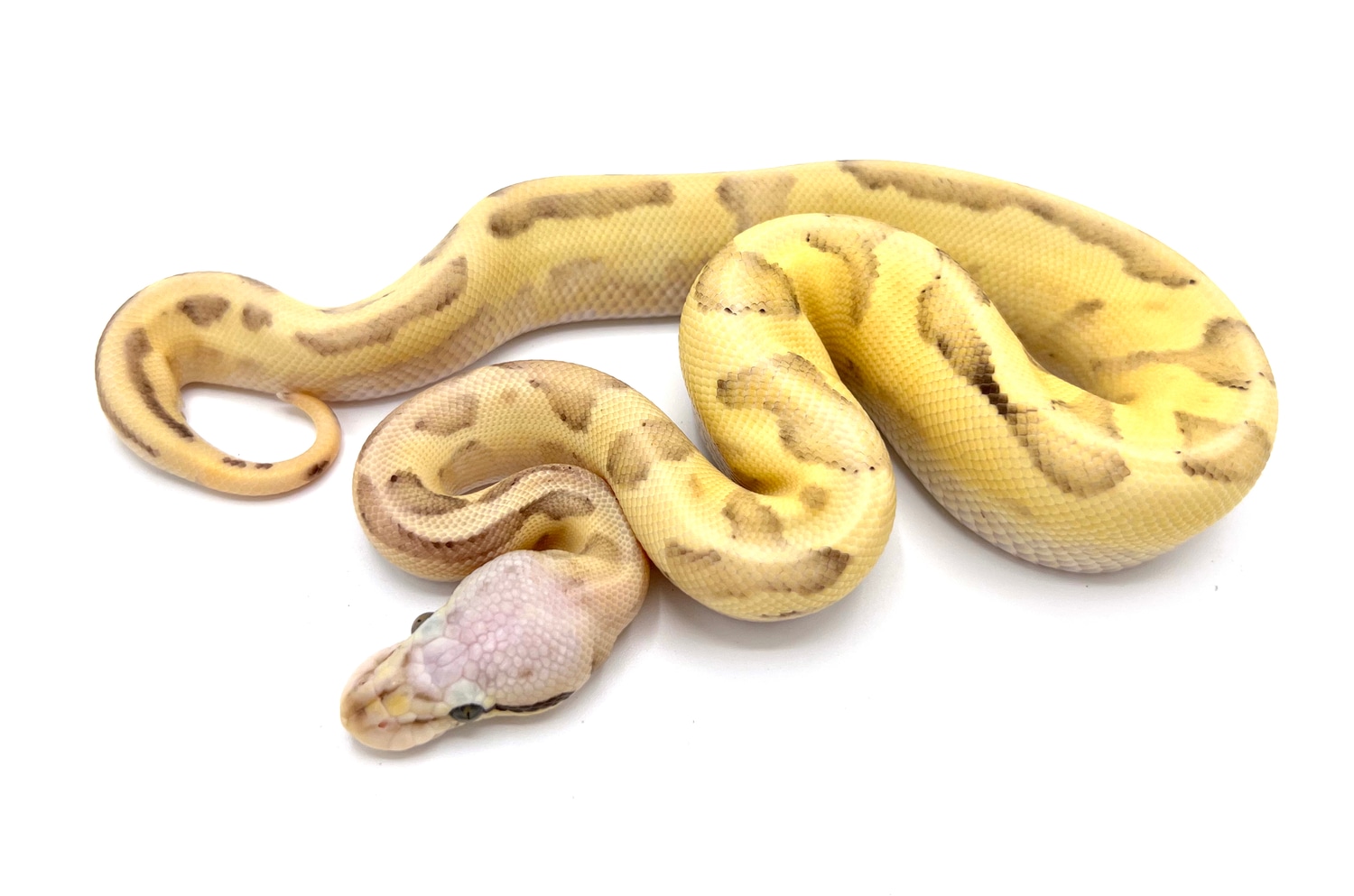 Orange Dream Vanilla Scream Ball Python by Royal Constrictor Designs ...