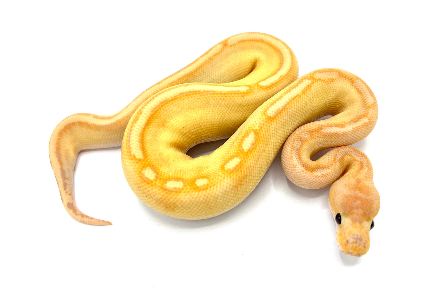 Banana Champagne Ball Python by Royal Constrictor Designs - MorphMarket