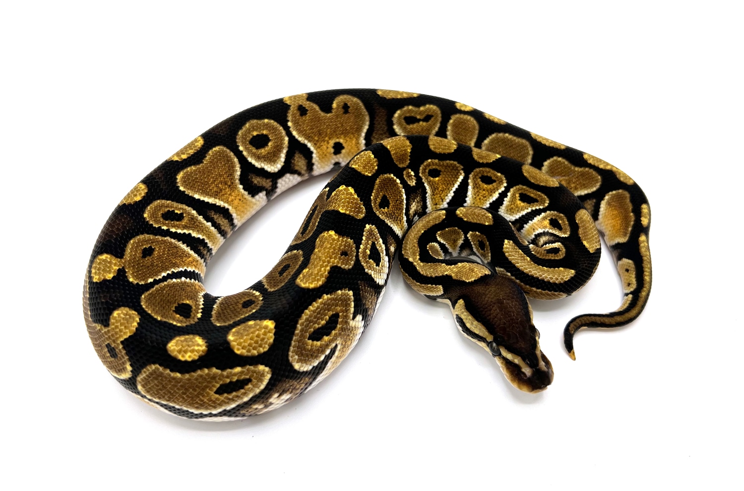100% Double Het Genetic Stripe Clown Ball Python by Royal Constrictor ...