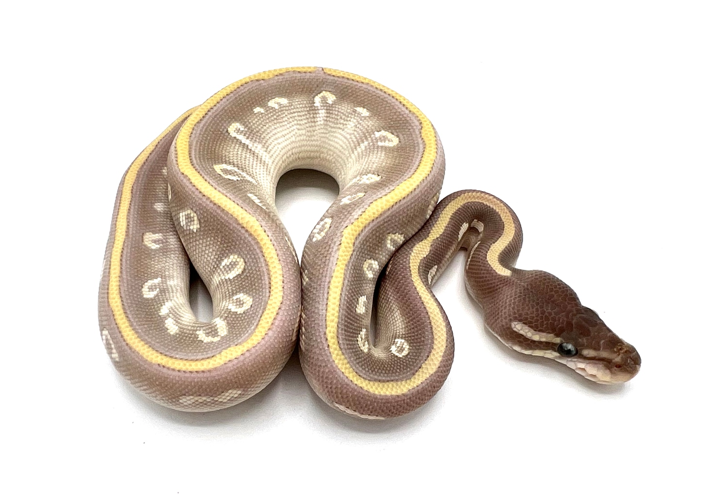 Mystic Potion Ball Python by Royal Constrictor Designs - MorphMarket
