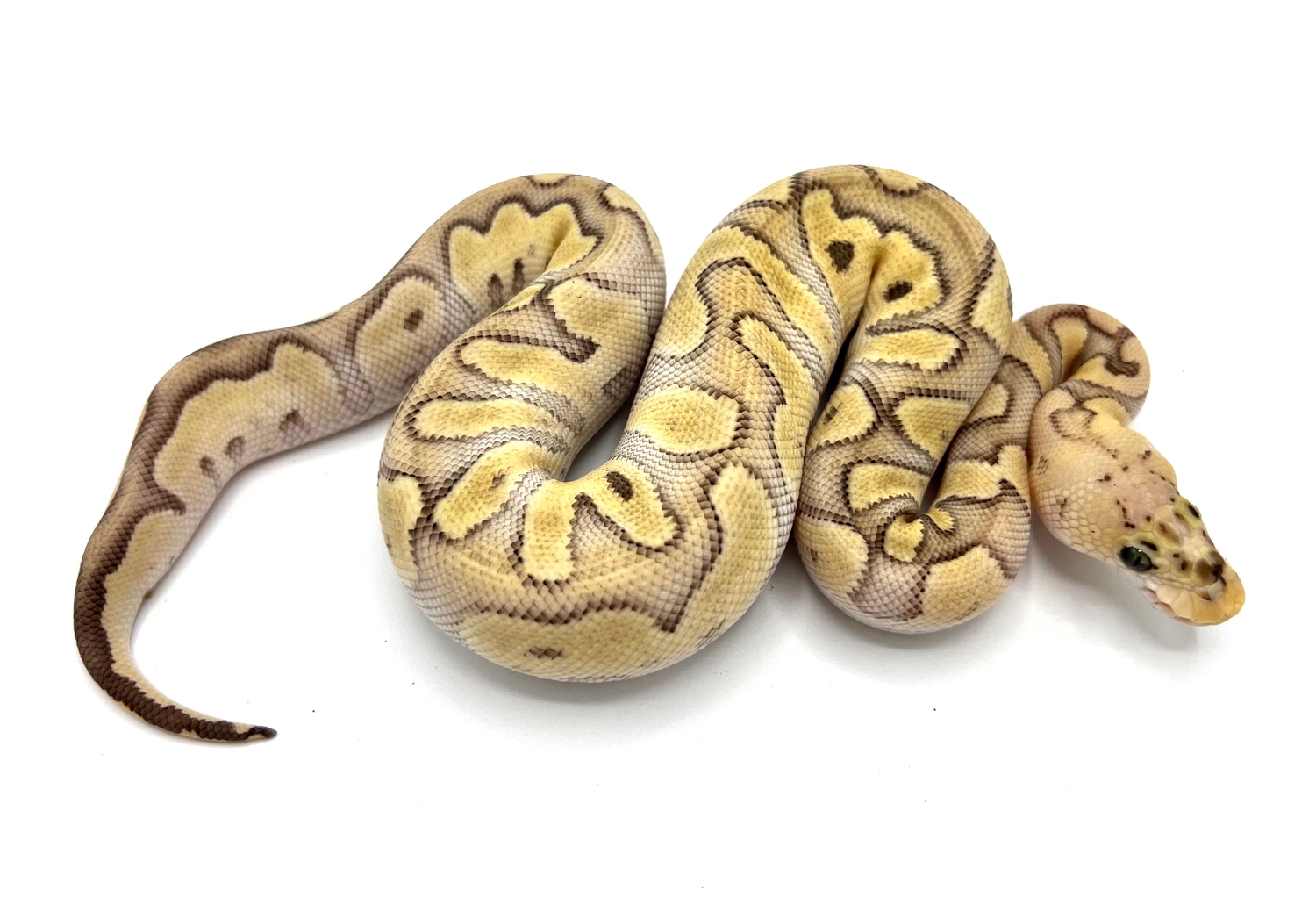 GHI Pastave Clown Ball Python by Royal Constrictor Designs - MorphMarket