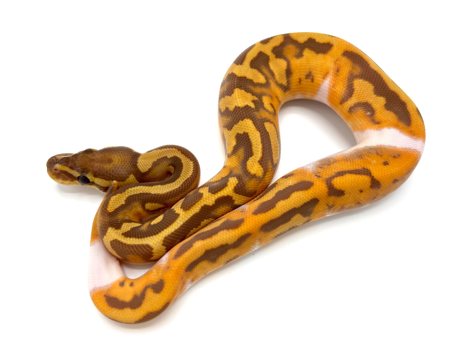 Ultramel Pied 100% Het Hypo Ball Python by Royal Constrictor Designs ...