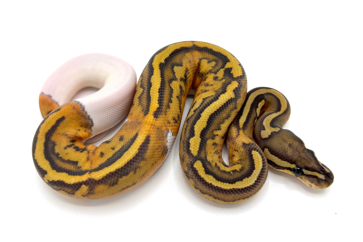 Hypo Pied 100% Het Ultramel Ball Python by Royal Constrictor Designs ...