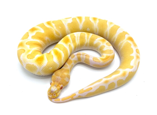 Albino Clown Ball Python by Royal Constrictor Designs
