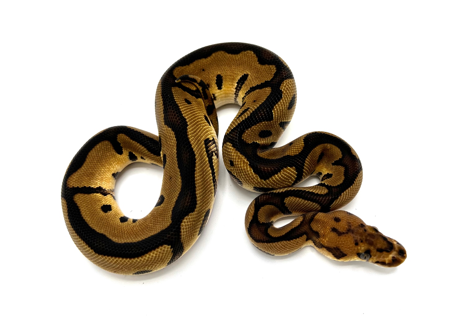 Leopard Clown Ball Python by Royal Constrictor Designs - MorphMarket