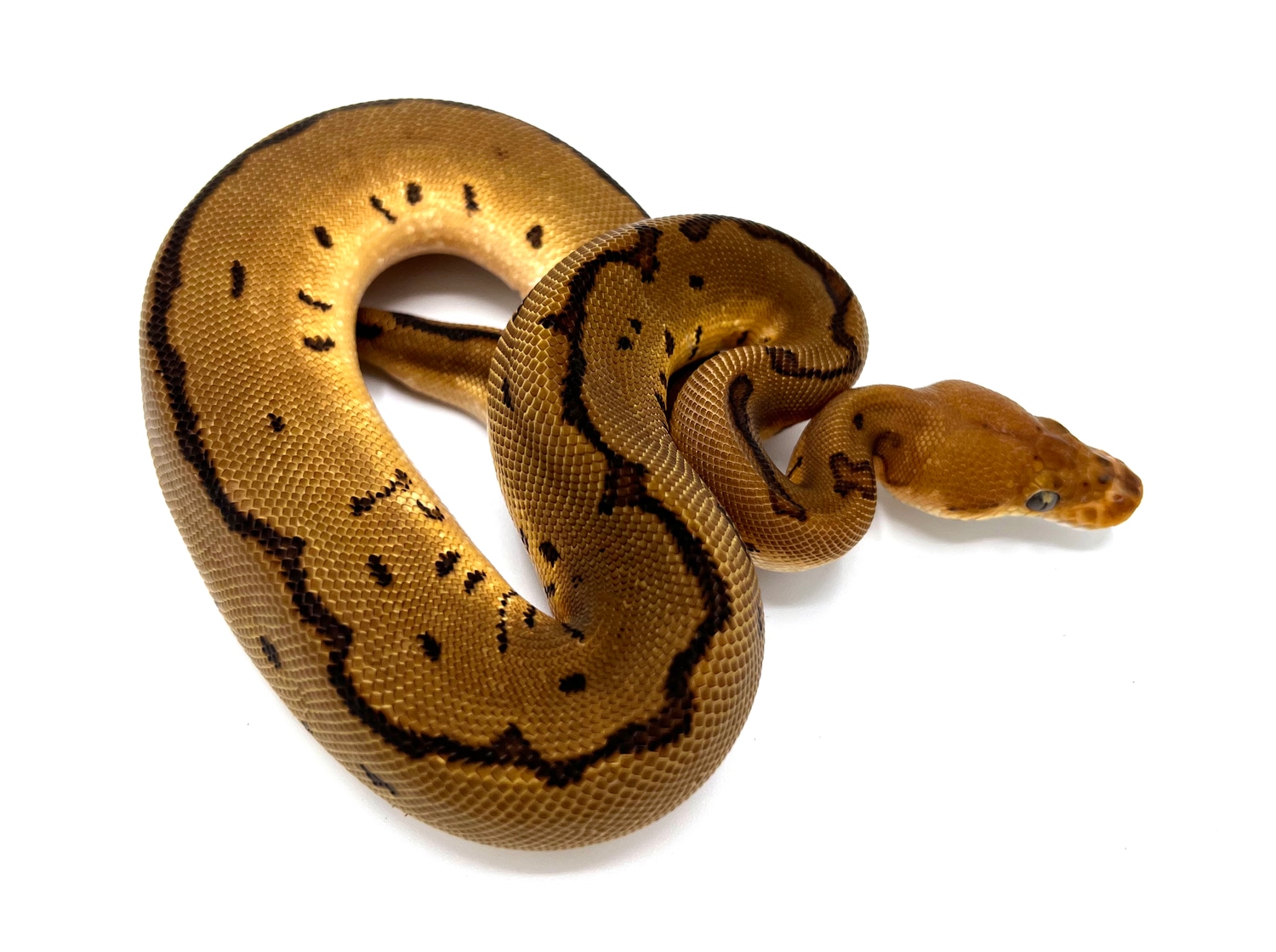 Leopard Pinstripe Clown Ball Python by Royal Constrictor Designs ...