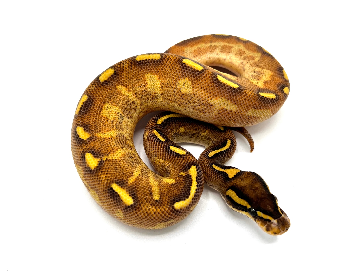 Mardi Gras Ball Python by Royal Constrictor Designs - MorphMarket