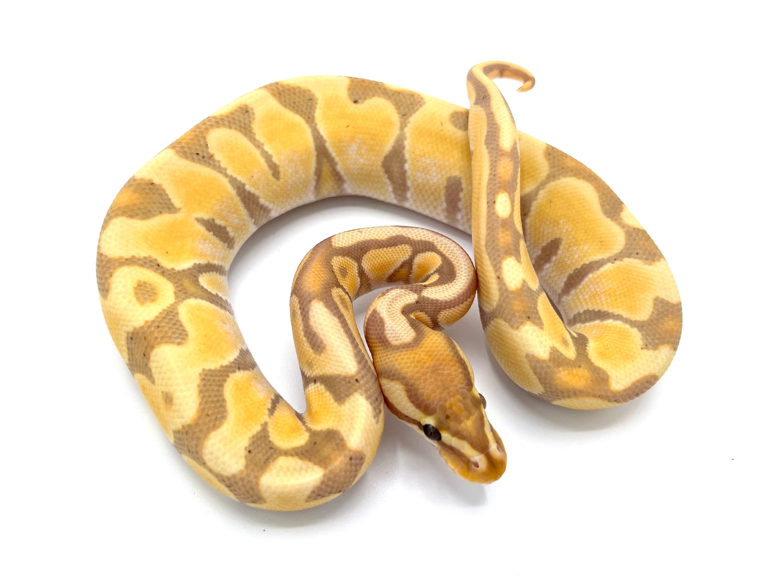 Banana Enchi 100% Het Ultramel Ball Python by Royal Constrictor Designs ...