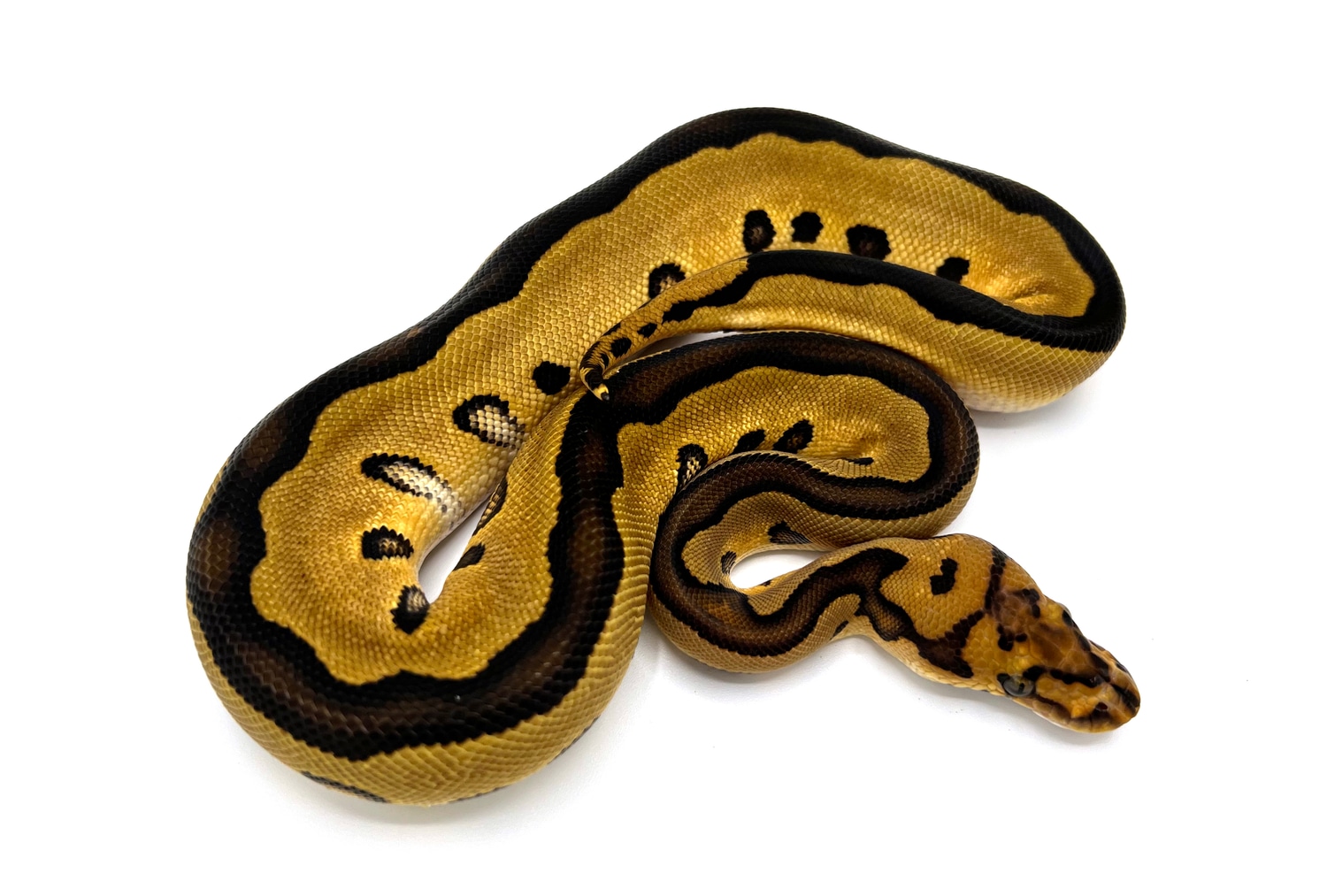Leopard Clown 100% Het Hypo Ball Python by Royal Constrictor Designs ...