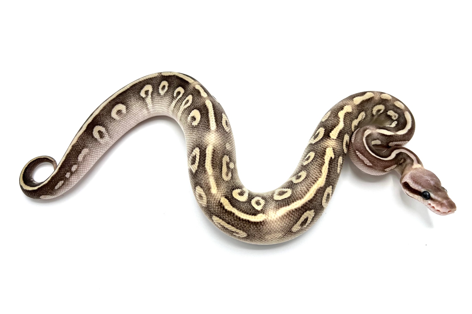 Pastel Super Mystic Ball Python by Royal Constrictor Designs - MorphMarket