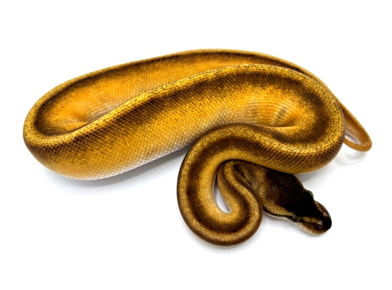 Super Orange Dream GHI Genetic Stripe Ball Python by Royal Constrictor ...