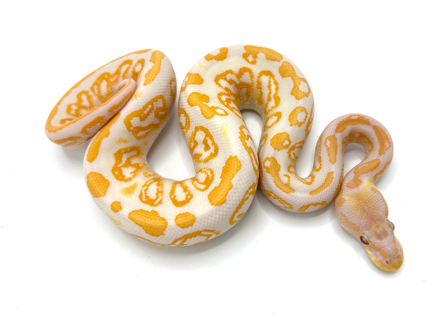 Lavender GHI Black Pastel Ball Python by Royal Constrictor Designs ...