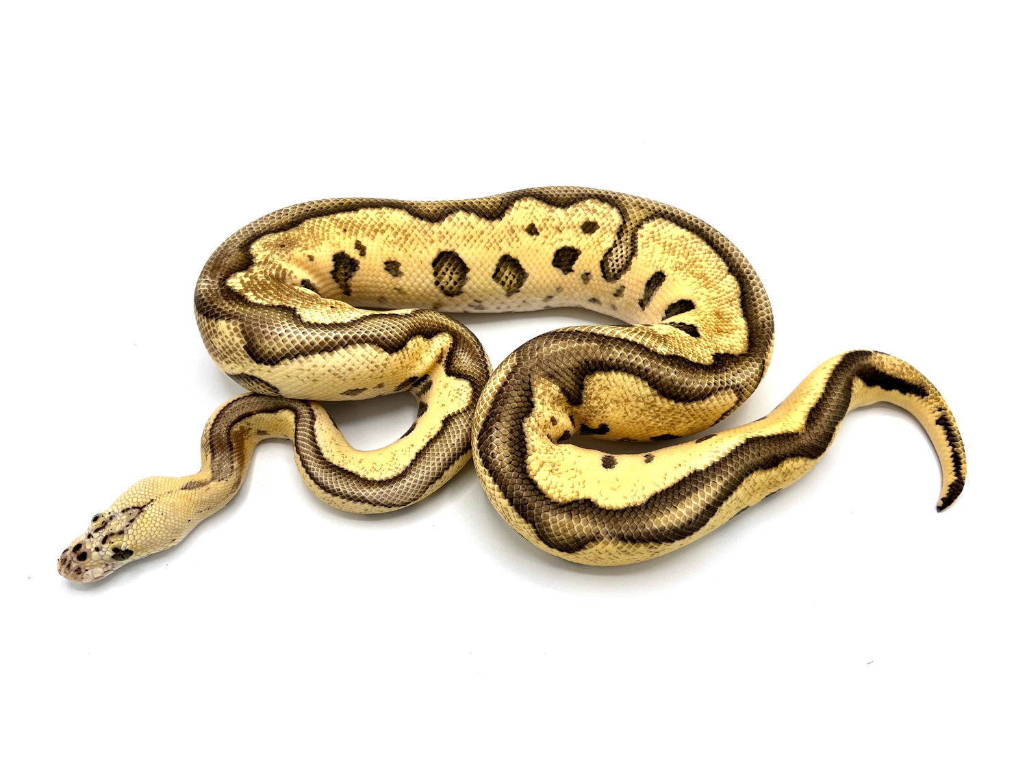Firefly Leopard Clown Ball Python by Royal Constrictor Designs ...