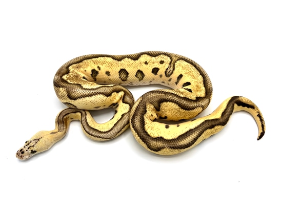 Firefly Leopard Clown Ball Python by Royal Constrictor Designs