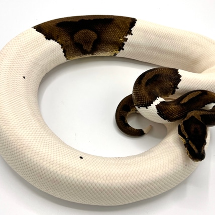 Firefly Leopard Clown Ball Python by Royal Constrictor Designs ...
