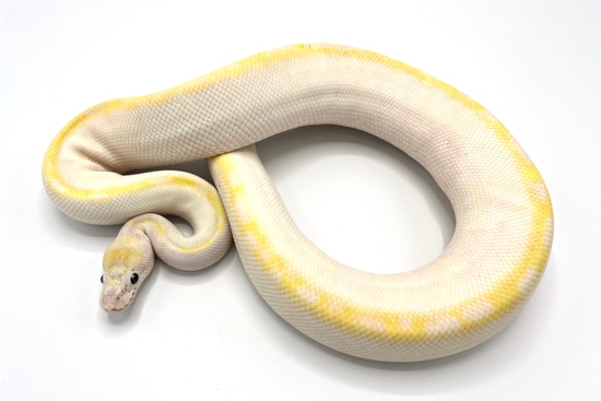 Bamboo Special Breeder Ball Python by Royal Constrictor Designs
