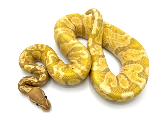 Banana GHI 100% Het Hypo (Female-Maker) Breeder Ball Python by Royal ...