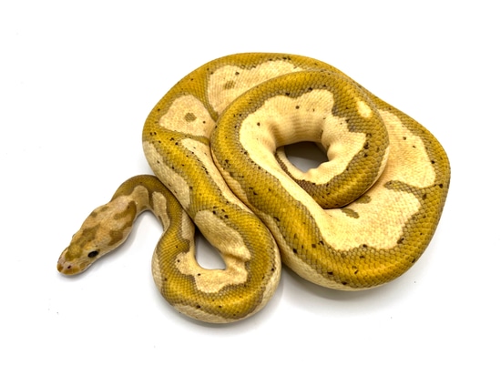 Banana Leopard Clown Breeder Ball Python by Royal Constrictor Designs