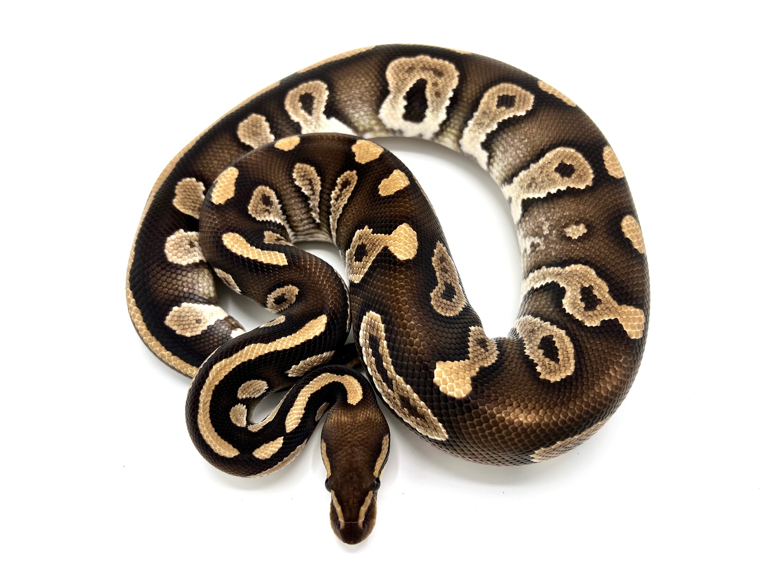 Chocolate Mystic 100% Het Lavender Albino Breeder Ball Python by Royal ...