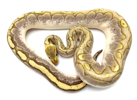 Black Pastel Bamboo 100% Het Toffee OR Albino Ball Python by Royal ...