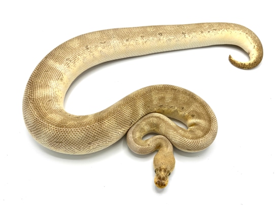 Pastel Jigsaw Clown Breeder Ball Python by Royal Constrictor Designs