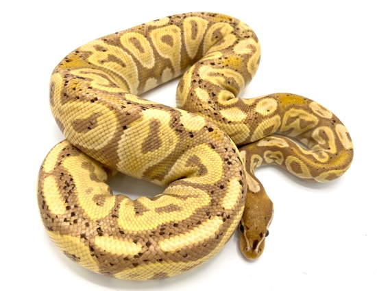 Banana Black Pastel Breeder Ball Python by Royal Constrictor Designs