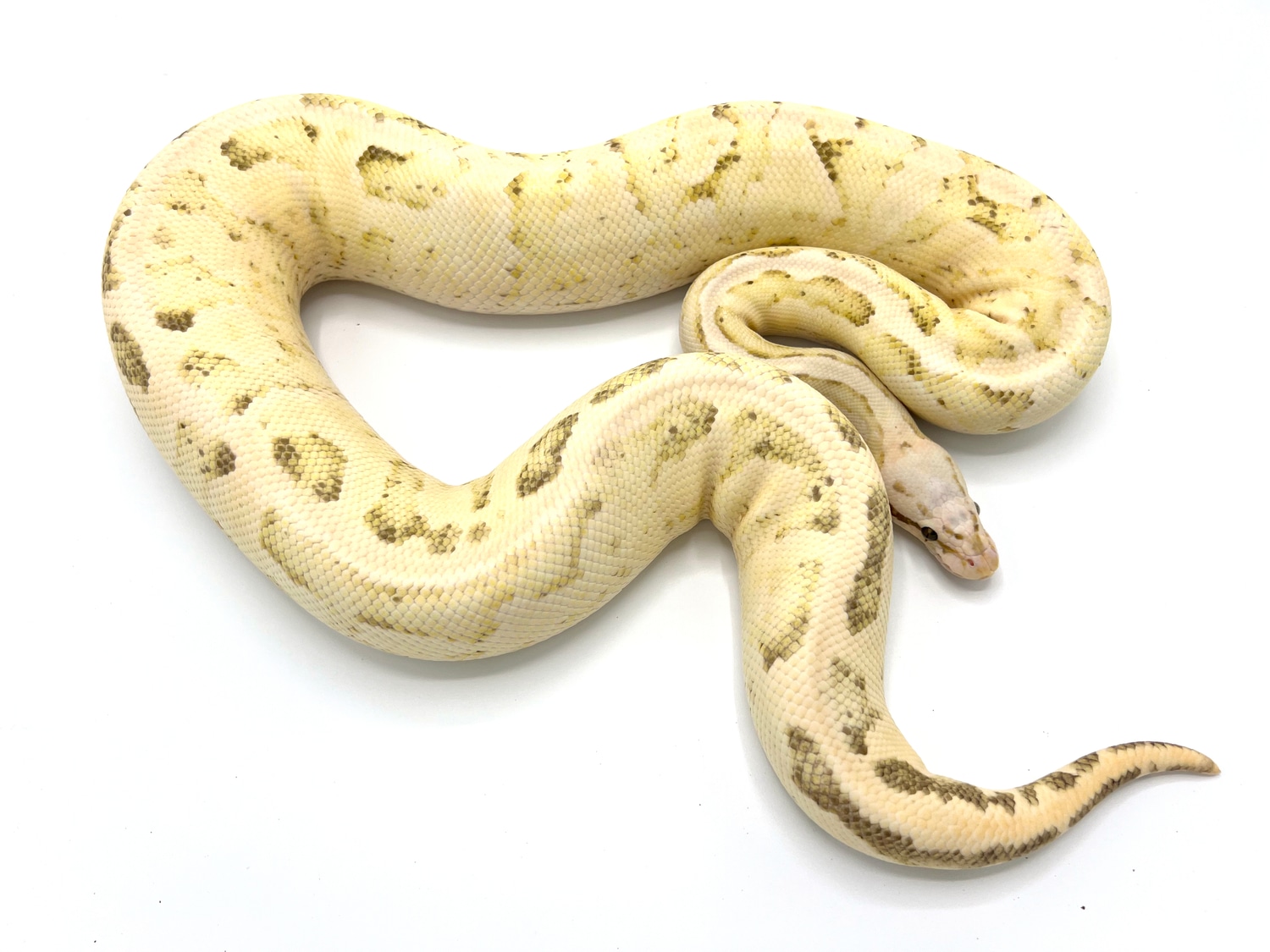 Vanilla Scream Breeder Ball Python by Royal Constrictor Designs ...