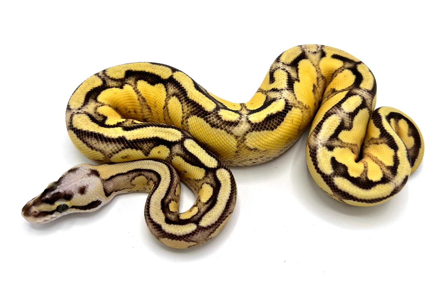 Super Pastel Enchi Parkway Ball Python by Royal Constrictor Designs ...