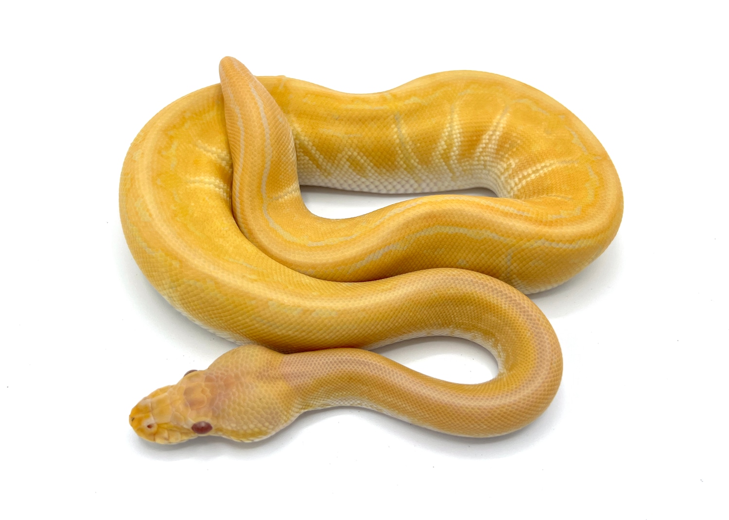 Toffino Black Pastel Pinstripe Ball Python by Royal Constrictor Designs ...