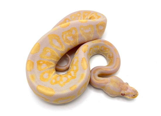Toffino Black Pastel Ball Python by Royal Constrictor Designs