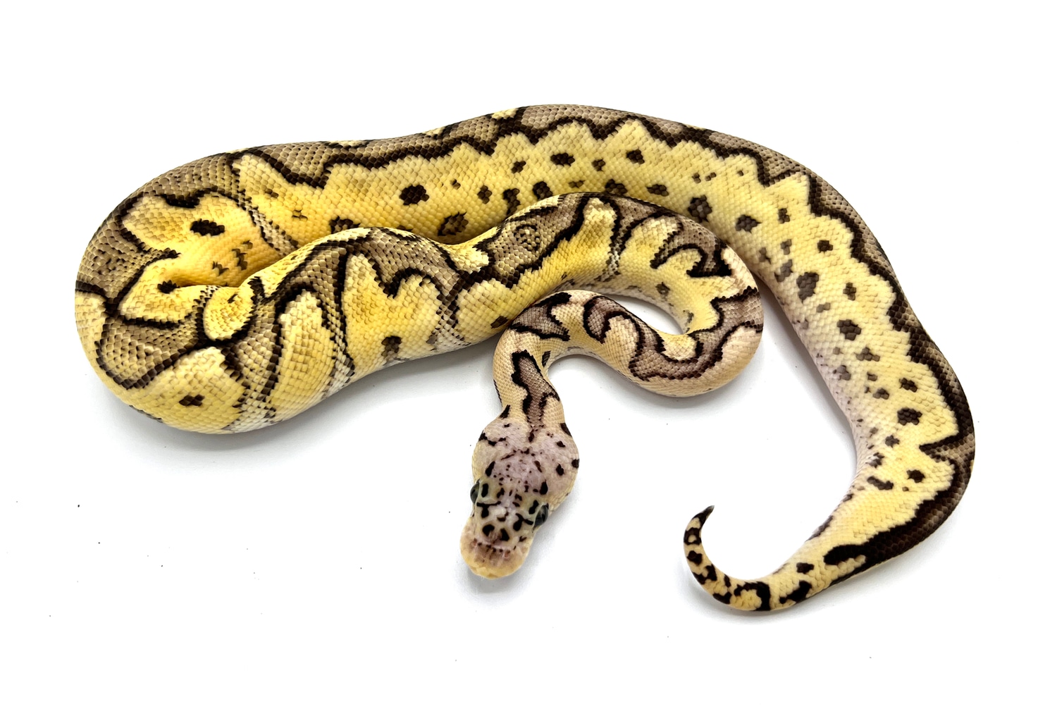 Firefly Clown Ball Python by Royal Constrictor Designs - MorphMarket