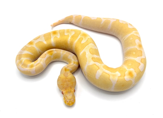Albino Clown Ball Python by Royal Constrictor Designs