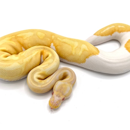 Chocolate Bamboo Calico Ball Python by Royal Constrictor Designs ...