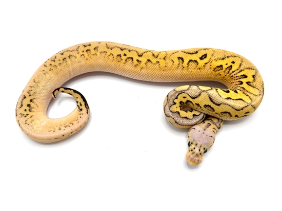 Calico Yellowbelly Killer Clown Ball Python by Royal Constrictor Designs