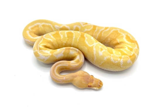 Albino Leopard Champagne Ball Python by Royal Constrictor Designs