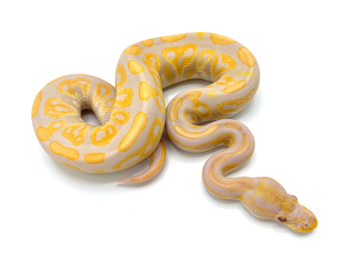 Toffino Black Pastel Ball Python by Royal Constrictor Designs - MorphMarket