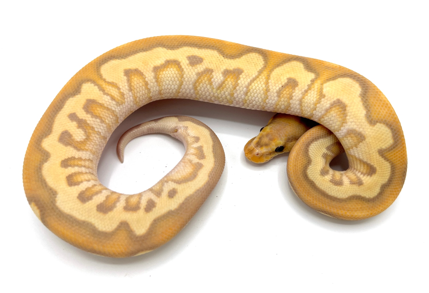 Banana Mojave Yellowbelly Clown (Female Maker) Ball Python by Royal ...