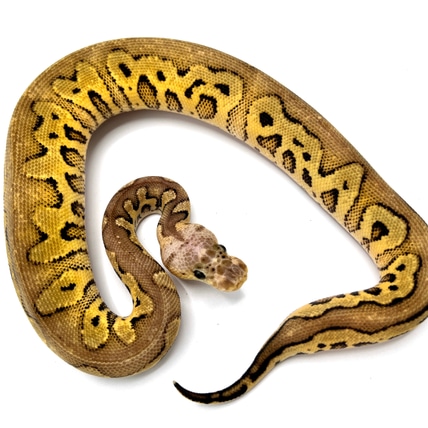 Banana Pastel Spotnose Yellowbelly Clown Ball Python by Royal ...