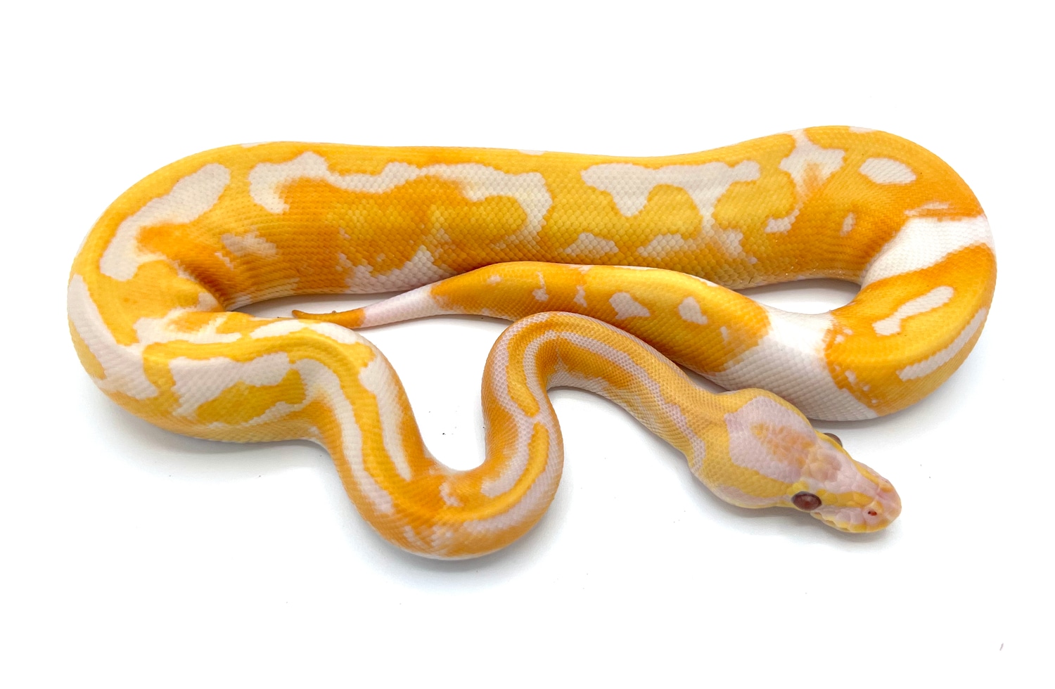 Dreamsicle Ball Python by Royal Constrictor Designs - MorphMarket