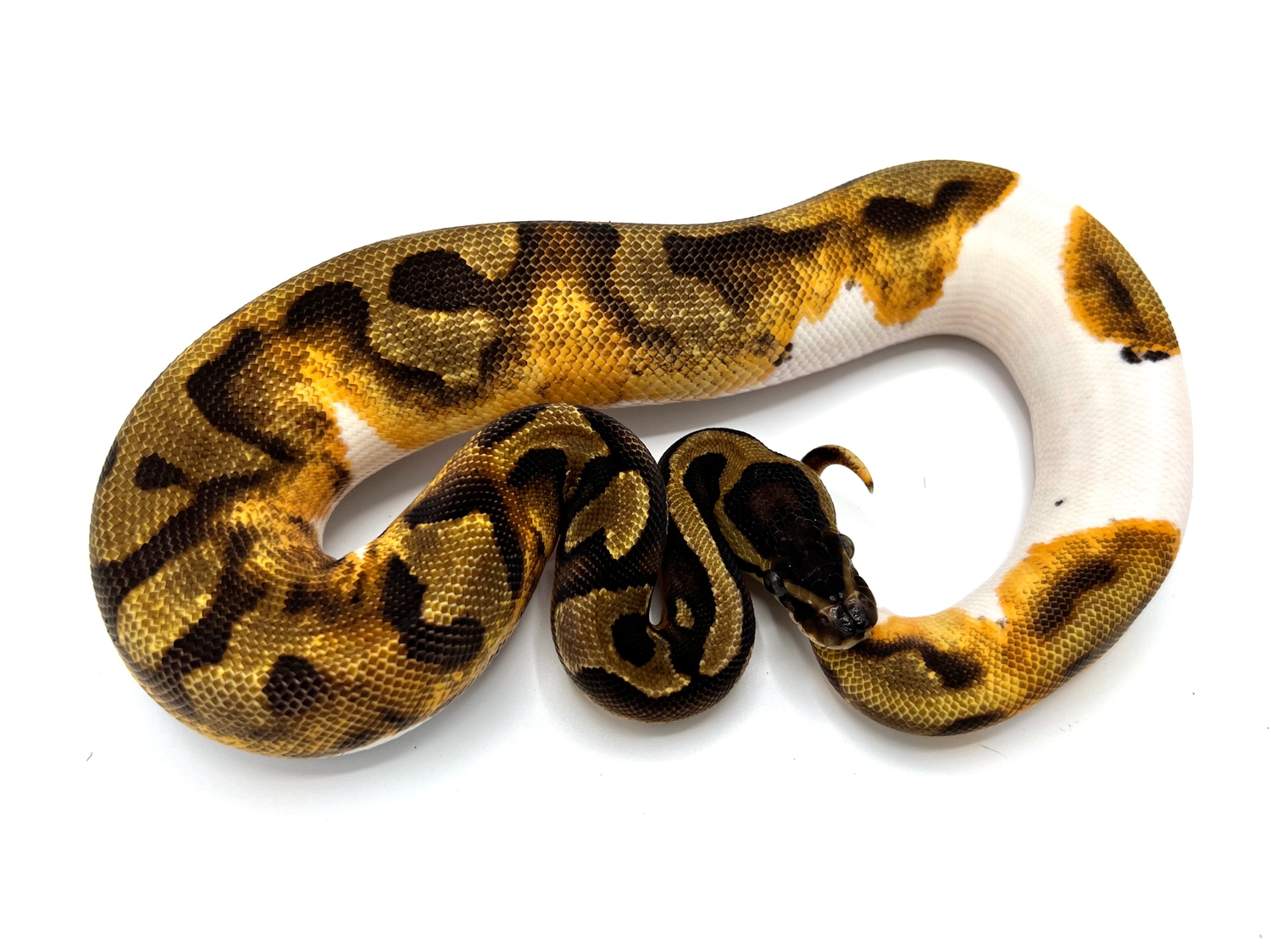 Enchi Pied Ball Python by Royal Constrictor Designs - MorphMarket