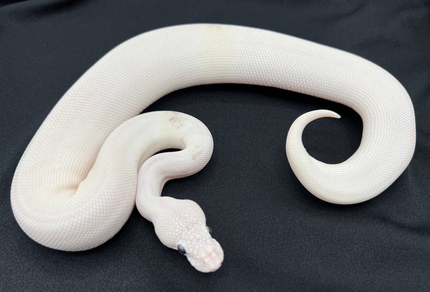 Super Bamboo Ball Python by Royal Constrictor Designs - MorphMarket
