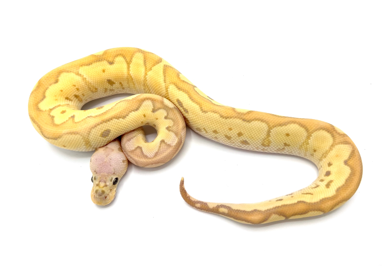 Banana Pastel Clown Ball Python by Royal Constrictor Designs - MorphMarket