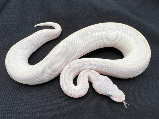 Butter Mystic Ball Python by Royal Constrictor Designs