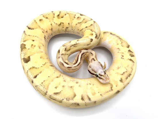 Orange Dream Vanilla Scream Ball Python by Royal Constrictor Designs